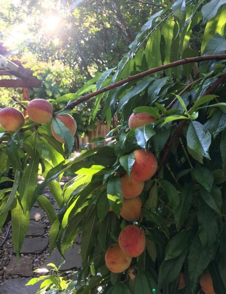 It’s Peach Season-Peach and Oat Scones – SAHMmelier