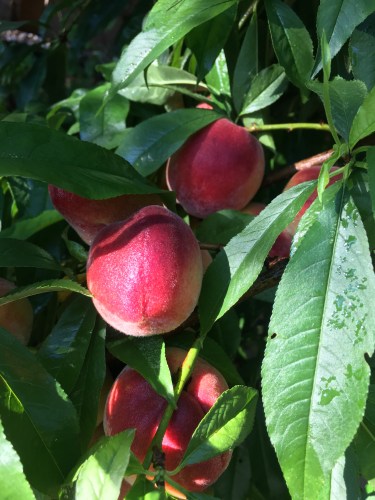 It’s Peach Season-Peach and Oat Scones – SAHMmelier